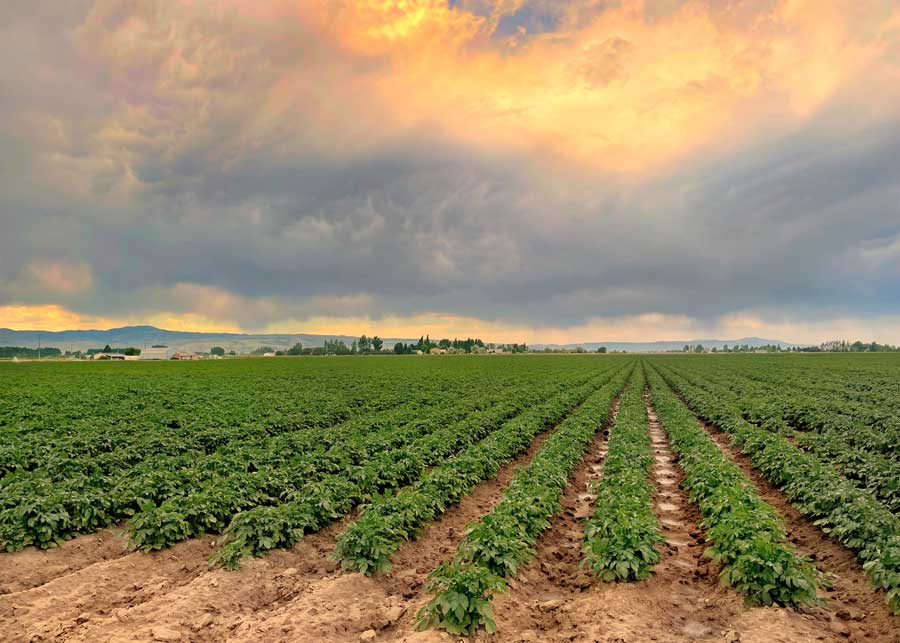 TELONE™ II by Teleos: Unrivaled Nematode Control