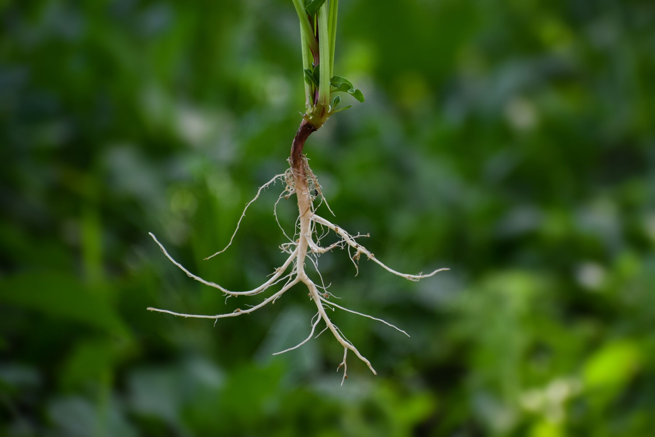 Why Healthy Roots Matter for Agriculture | Teleos Ag Solutions
