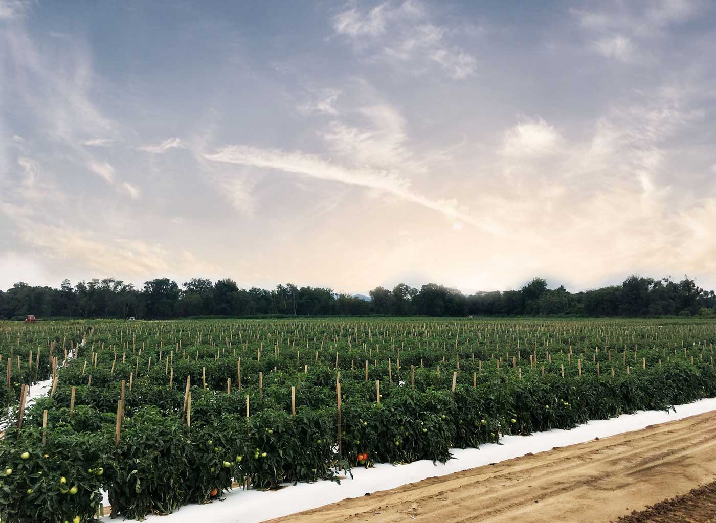 TELONE™ II by Teleos: Unrivaled Nematode Control