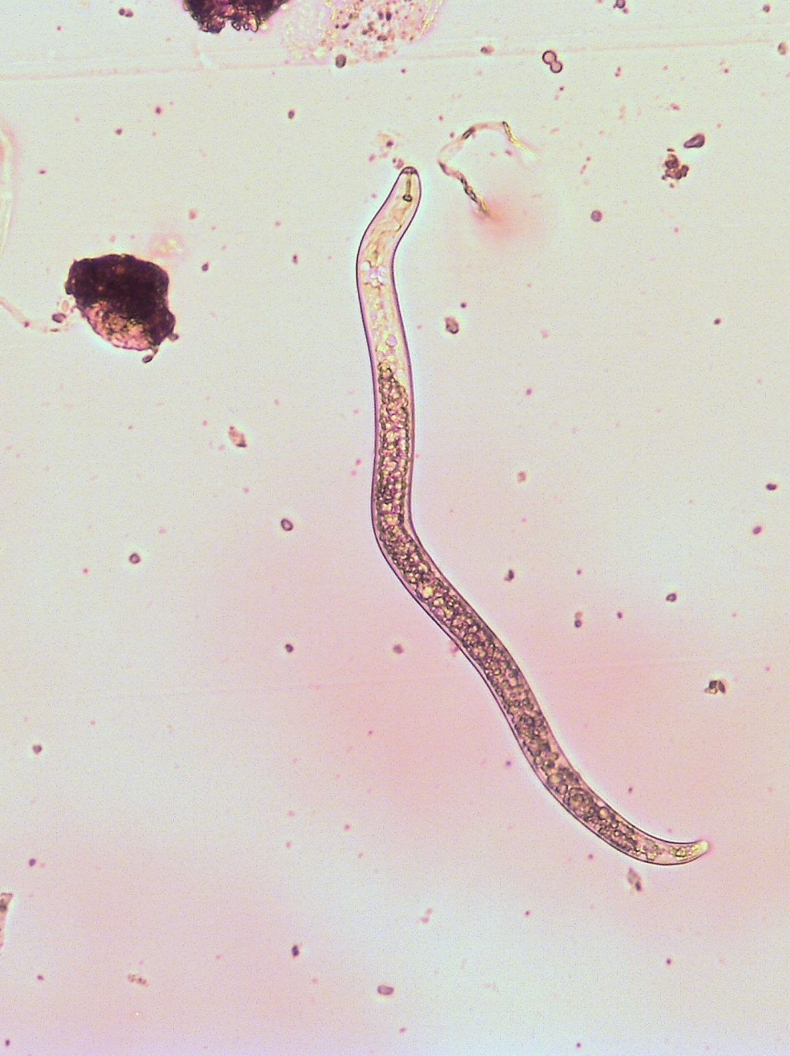 The 5 Most Common Plant-Parasitic Nematodes and How TELONE™ Can Help ...