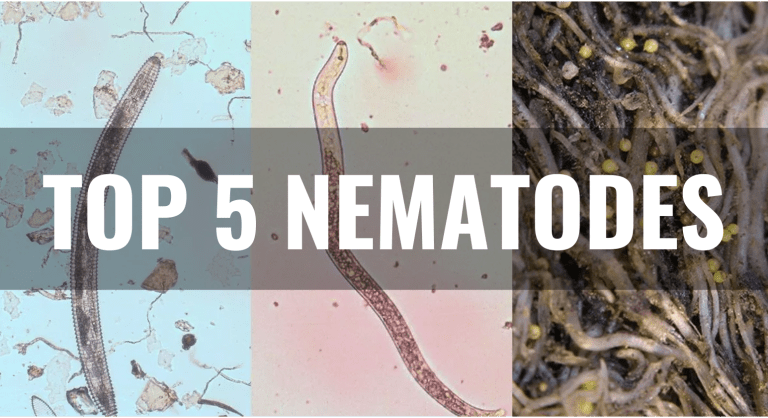 The 5 Most Common Plant-Parasitic Nematodes and How TELONE™ Can Help ...