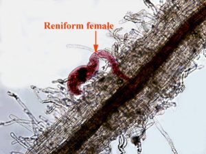 The 5 Most Common Plant-Parasitic Nematodes and How TELONE™ Can Help ...