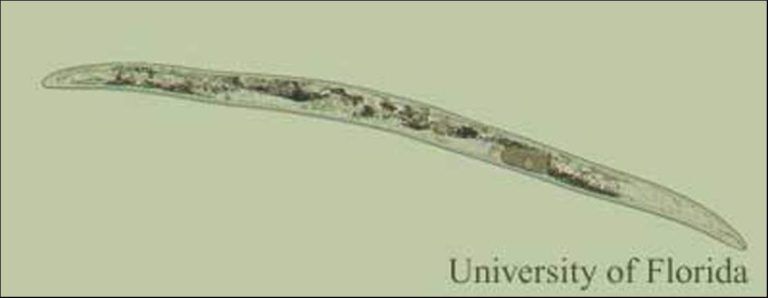The 5 Most Common Plant-Parasitic Nematodes and How TELONE™ Can Help ...